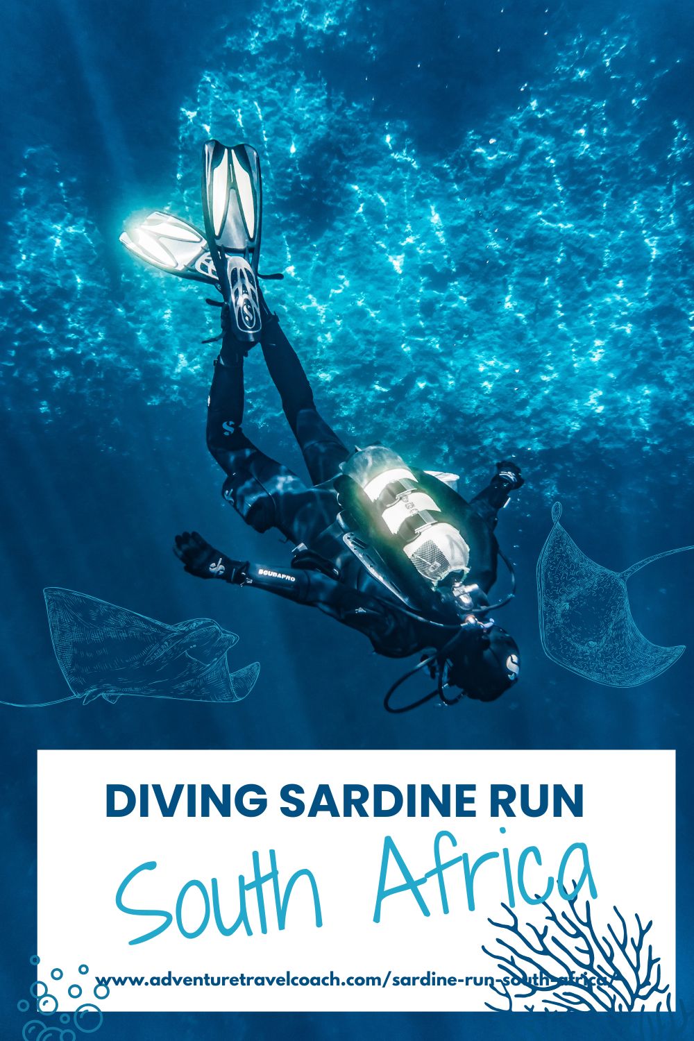 Sardine run South Africa
